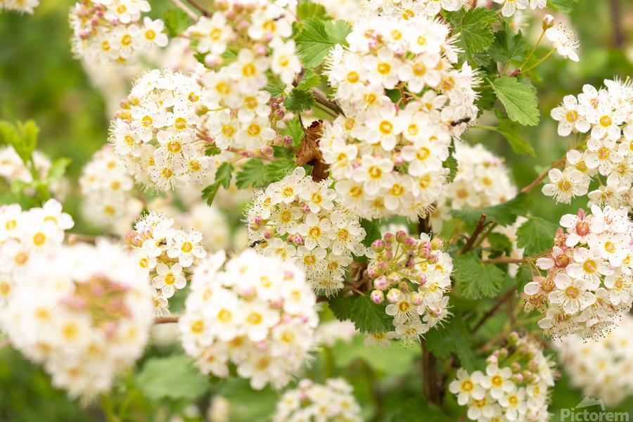 Flowers by Emily Castro Wall Art