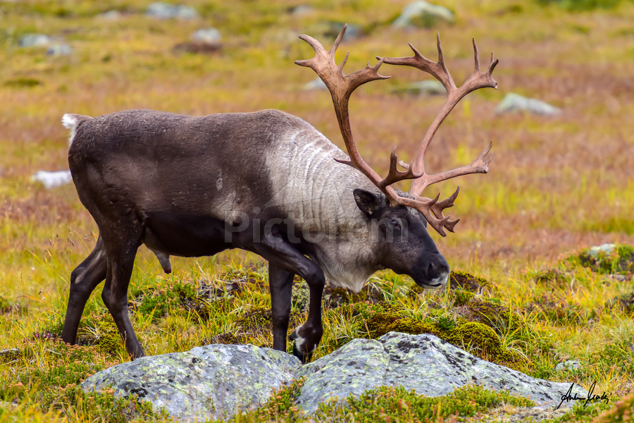 Imperiled Caribou by Andrew Madej Photography Wall Art