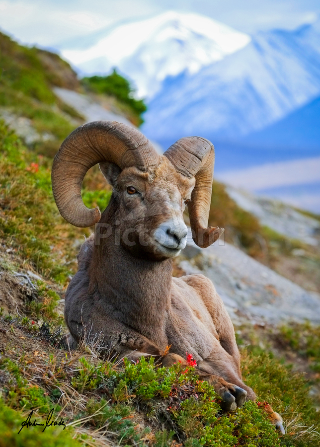 Strike the Pose by Andrew Madej Photography Wall Art