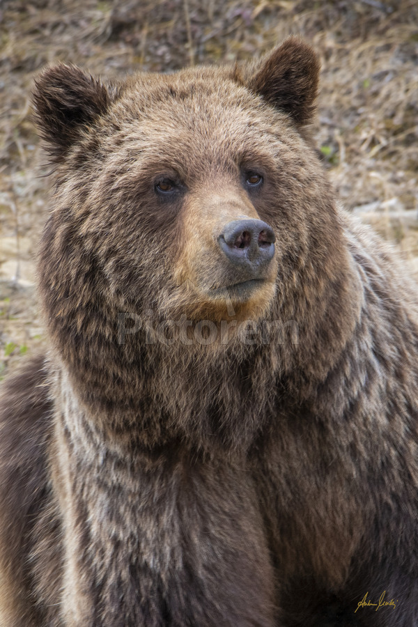 The Boss by Andrew Madej Photography Wall Art