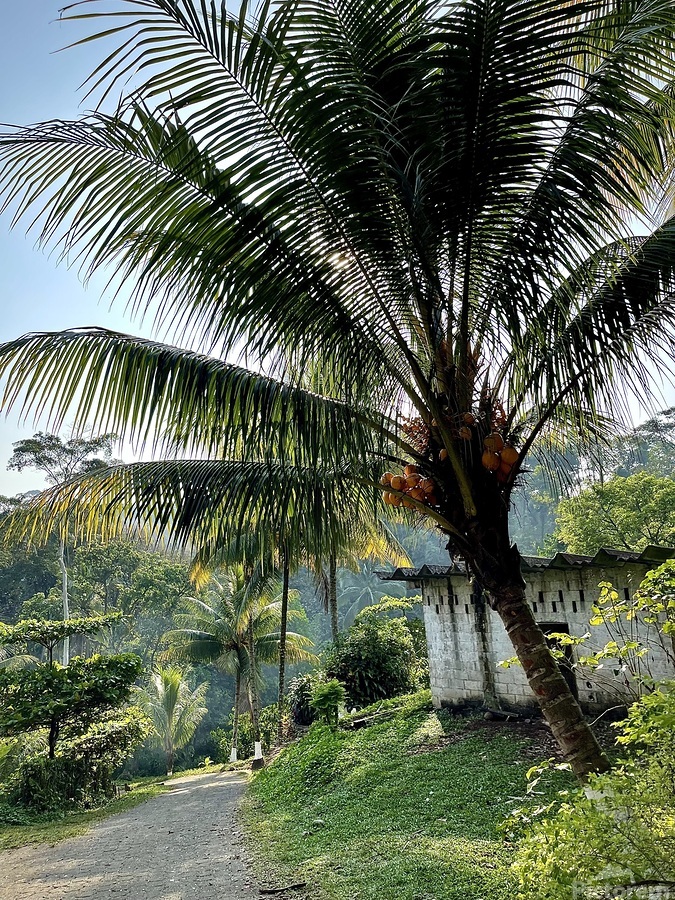 Palm Branches by Cora Grussendorf Wall Art