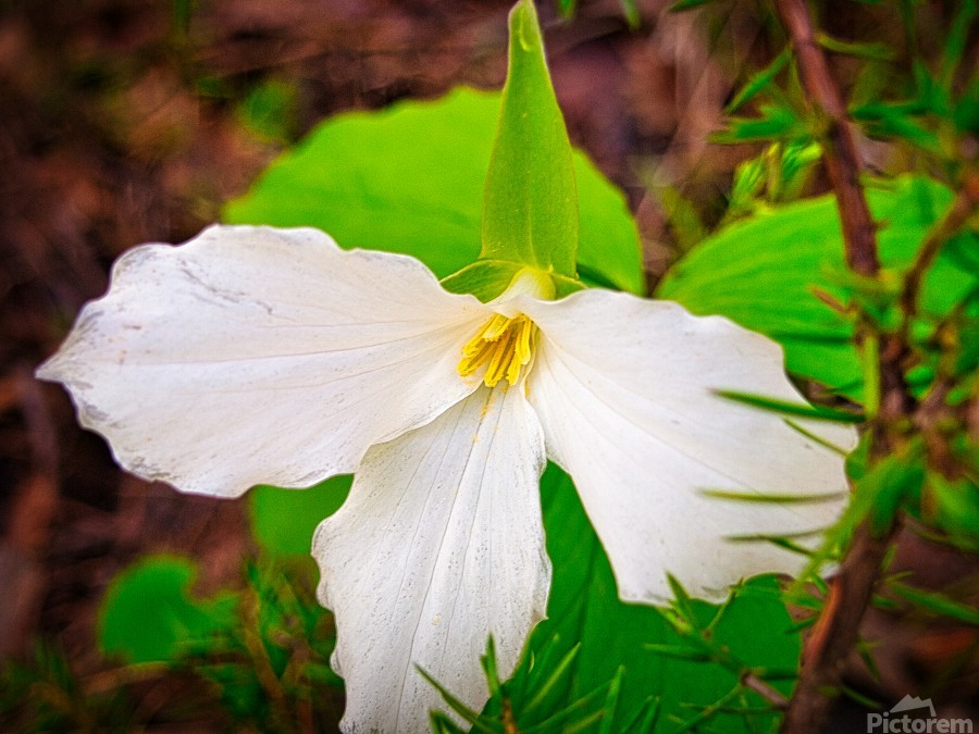 Trillium 1 par Flodor