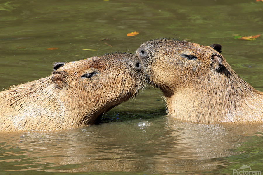 Capybara Love by John J Van Decker Wall Art