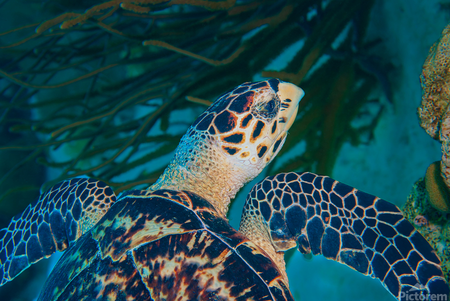 Hawksbill Sea Turtle in Its Natural Habitat by Ken Desloover Wall Art