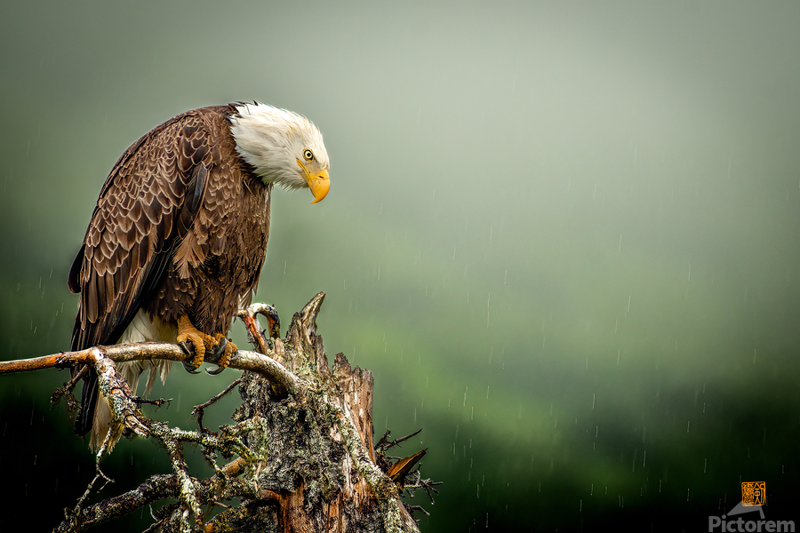 Intense Eagle by Ken Baldwin Wall Art