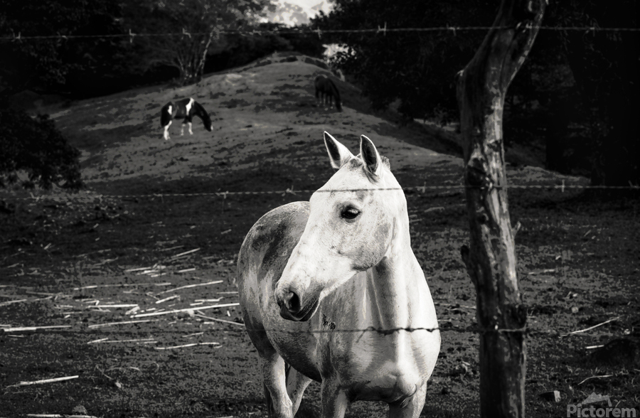 Macho by Johnathan Houle Photographer Wall Art