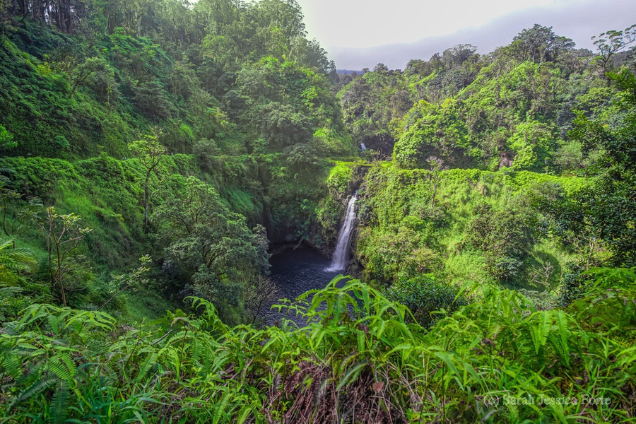 Moana by Sarah Jessica Forte Wall Art