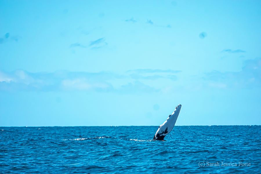 Whale Hello There Maui by Sarah Jessica Forte Wall Art