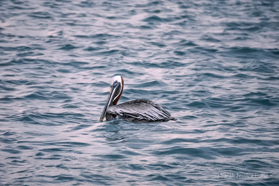 Rest by Sarah Jessica Forte Wall Art