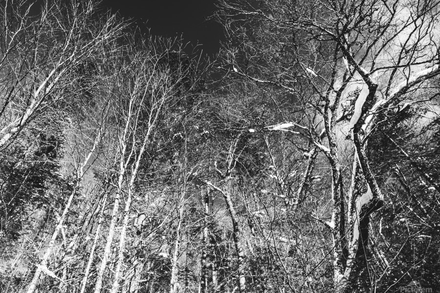 Dead trees by White Wolf Black Heart Wall Art