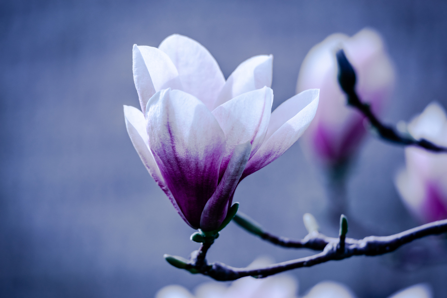 Magnolia flowering time by PitoFotos Wall Art