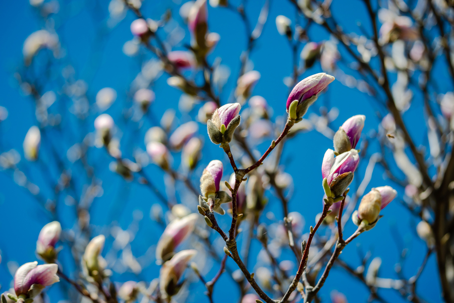 Magnolia flowering time by PitoFotos Wall Art