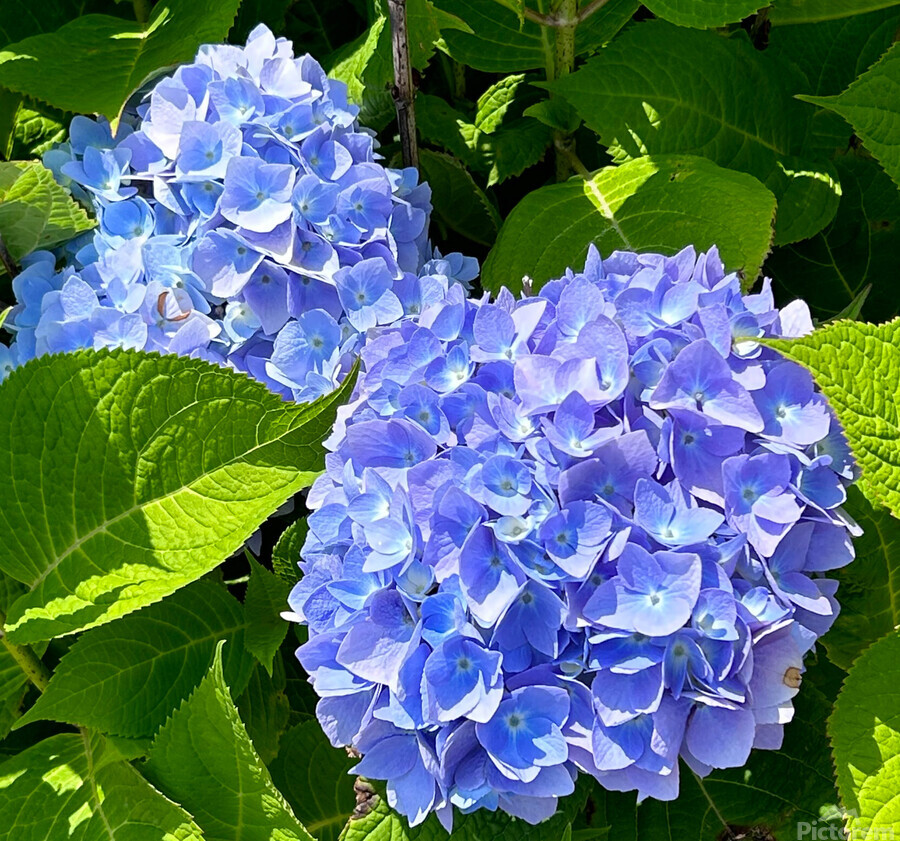 Two Hydrangeas by Palumbo Photography Wall Art