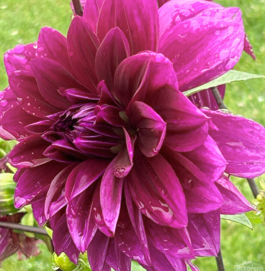 Dahlia Side View Macro by Palumbo Photography Wall Art