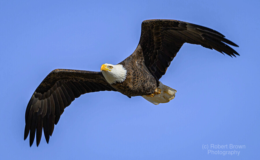 Bald Eagle In Flight II by Robert Brown Photography Wall Art