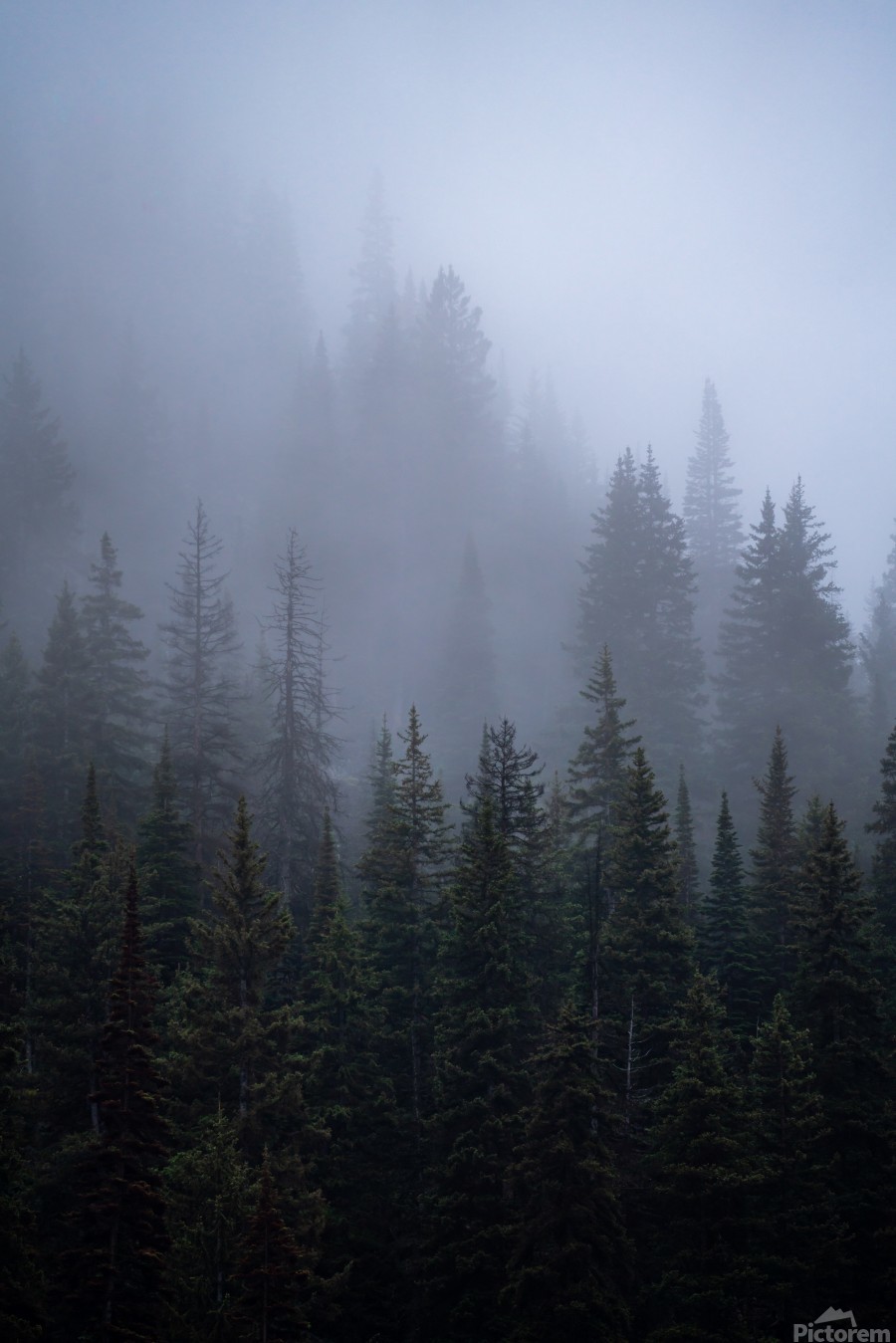 Moody Trees in Montana by Noah Lang Wall Art