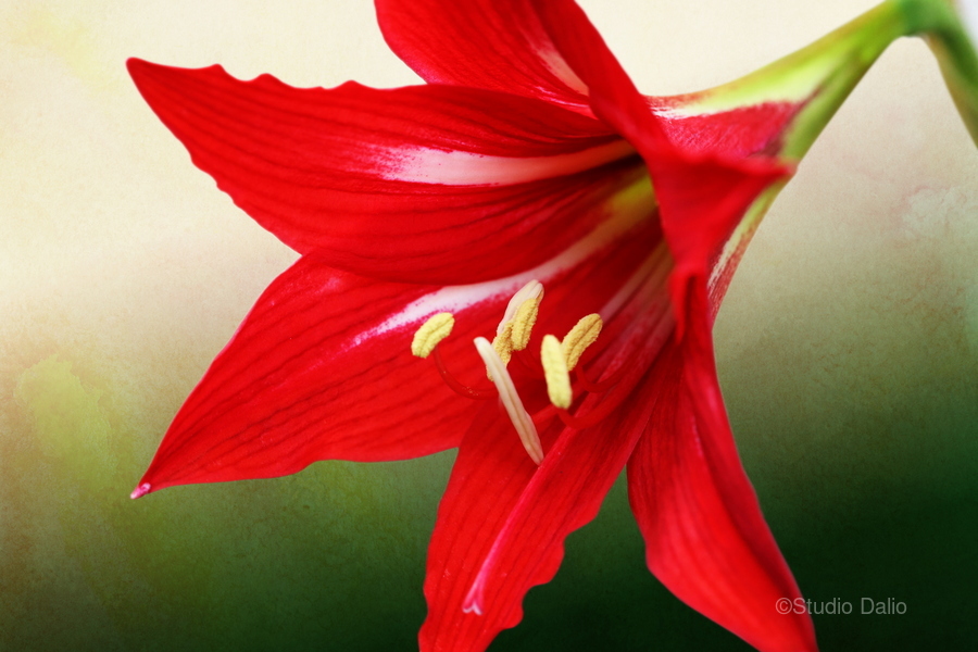 Red Amaryllis Flower 3x2 by Studio Dalio Wall Art