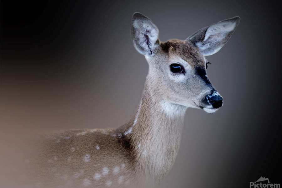 Fawning Over Bambi by B Zolle Wall Art