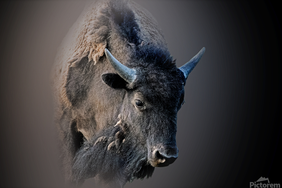 Schluff by B Zolle Wall Art