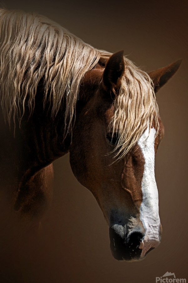 A Stable Life by B Zolle Wall Art