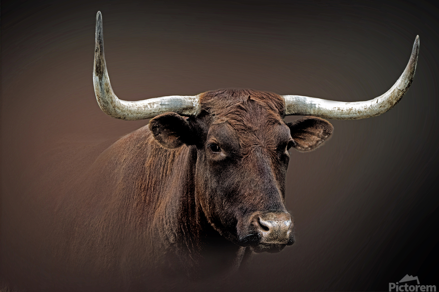 Long Horn Lady by B Zolle Wall Art
