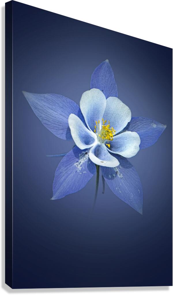 Colorado Blue Columbine by B Zolle Wall Art