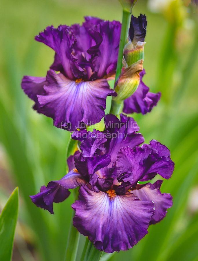 Floral Collection 2 by Jodie Minnillo Photography Wall Art