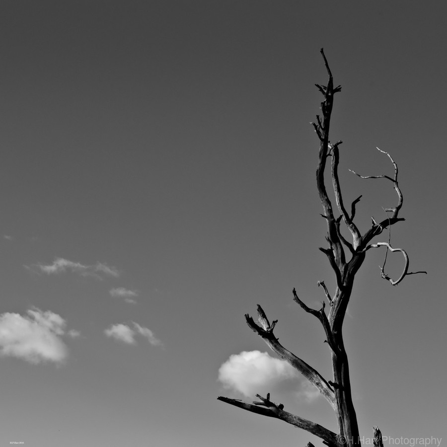 Stuck Cloud by H.Hart Photography Wall Art