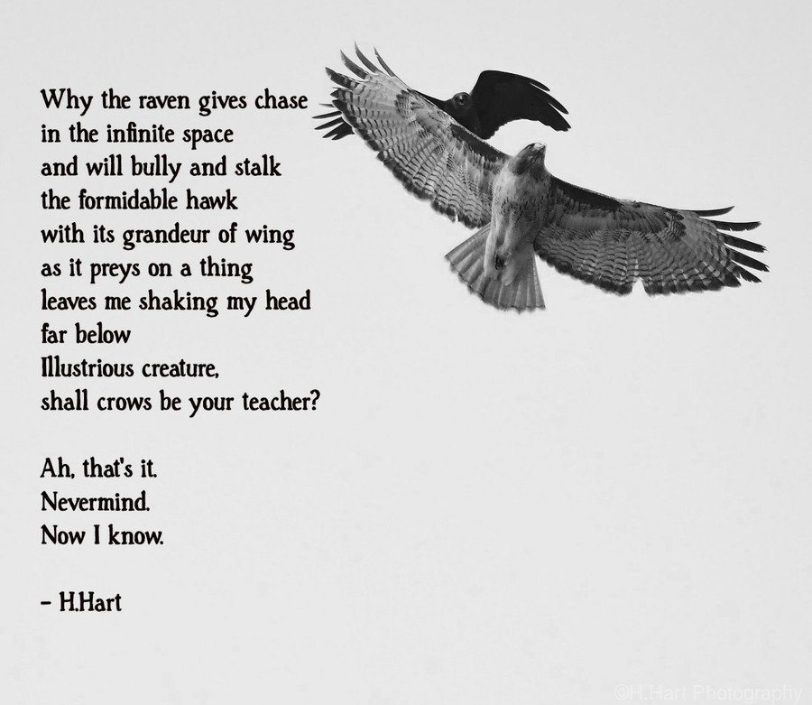 Hawk and Raven Poem by H.Hart Photography Wall Art