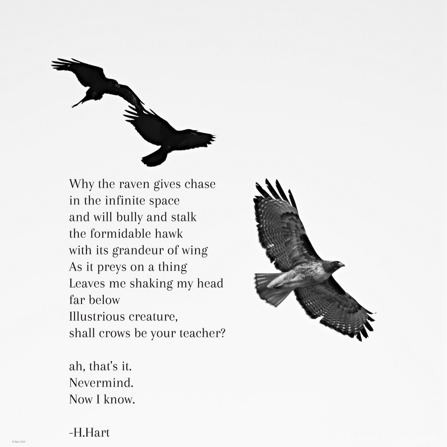Hawk and Raven Poem II. by H.Hart Photography Wall Art