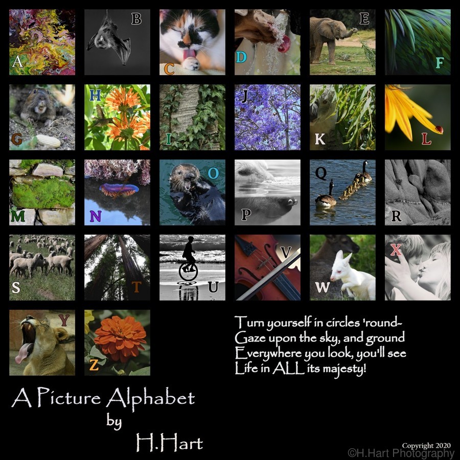Picture Alphabet by H.Hart Photography Wall Art