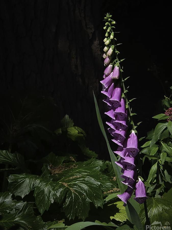 Foxglove by Tamara Harvell Wall Art