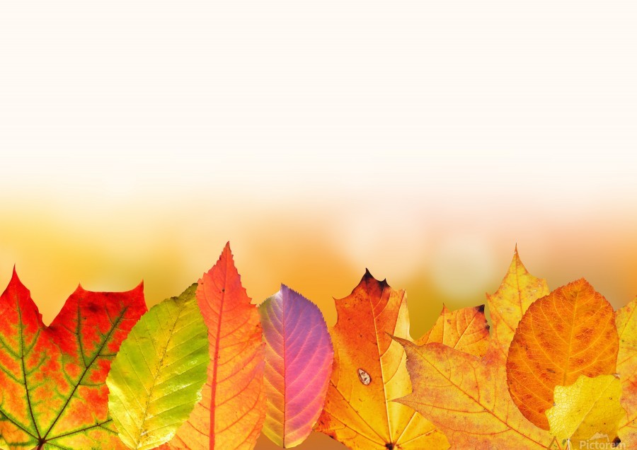 fall color backgrounds