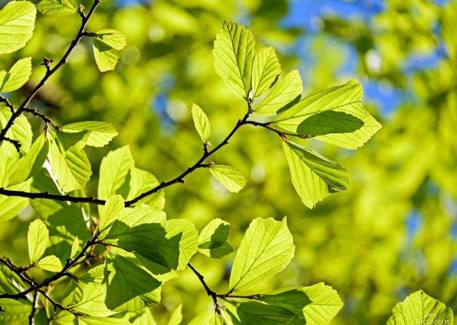 deciduous tree leaves