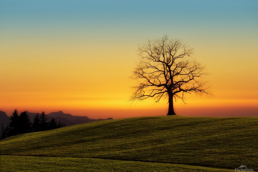 sunset landscape with tree