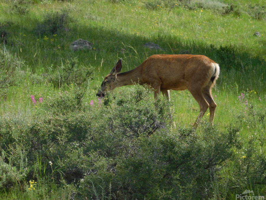 Deer by Ryan Benson Wall Art