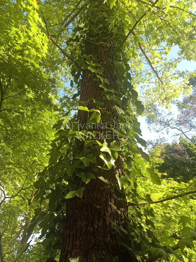 Ivy Ladder by Ivanka Jane WALKER Wall Art