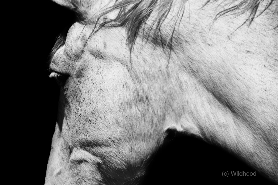 Casper | Horse Portrait Abstract by Wildhood Wall Art