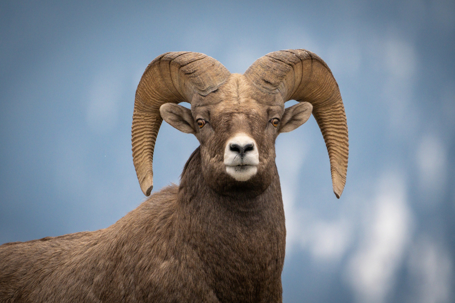 The Big Guy by Trevor Haldane Wall Art