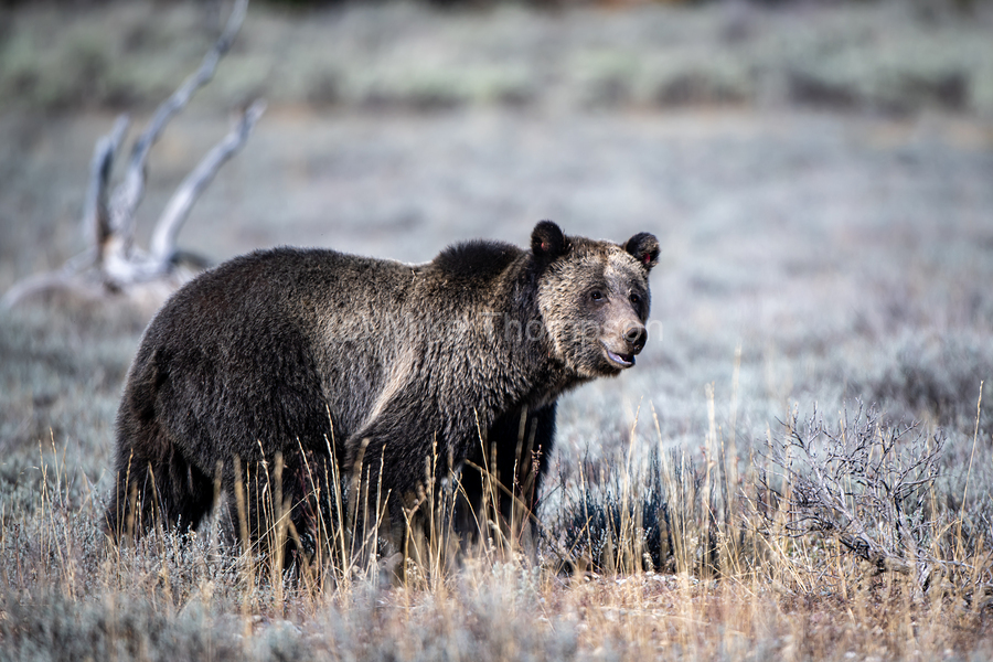 Curious Bear by Mike Thompson Wall Art