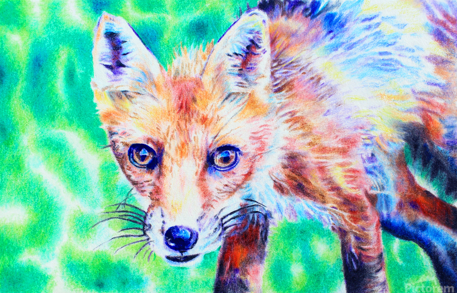 Fox Colored Pencil Drawing by Holly Heath Wall Art