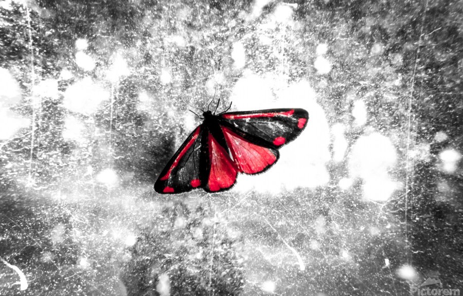 Discretion by Ysae Art Photography Wall Art