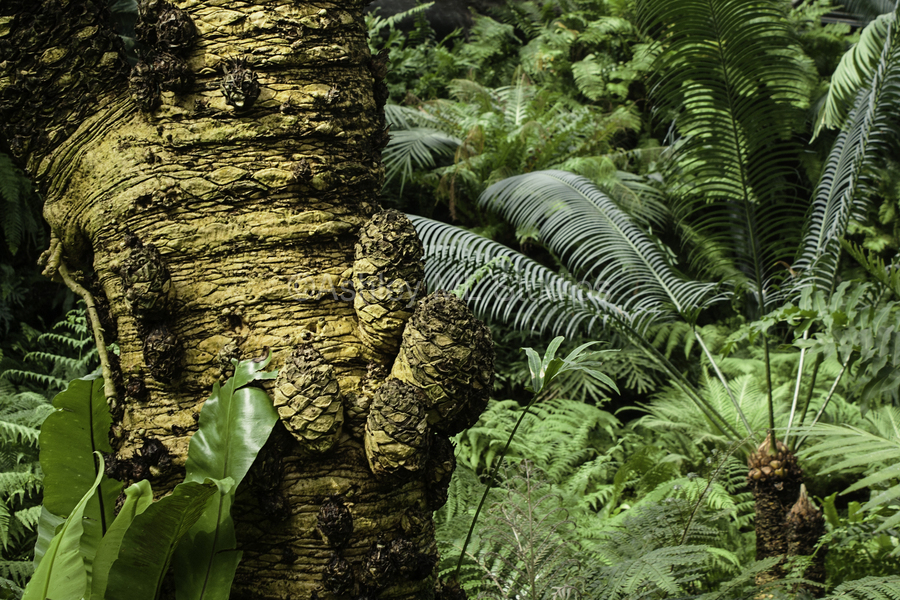 Trees Textures by Ashley ML Studios Wall Art