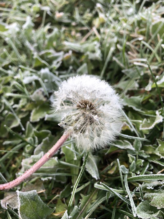 dandelion 1 by VS Arts and Customs Wall Art