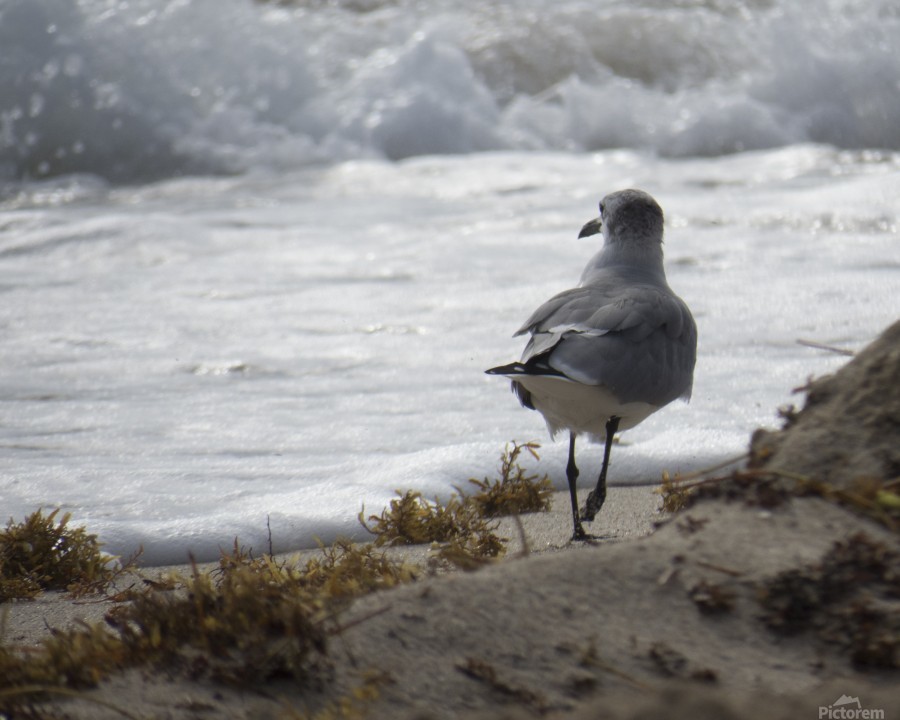 Seagull running by Christy Garavetto Wall Art