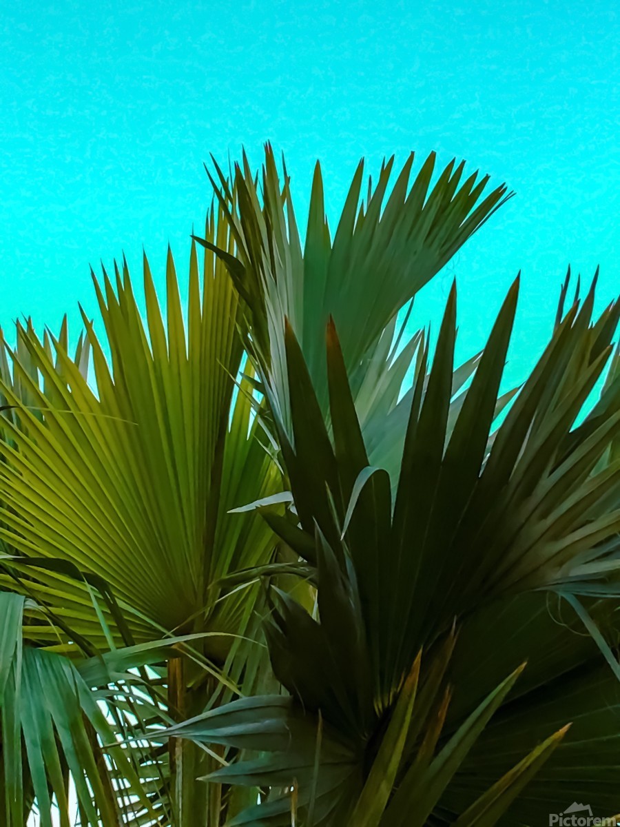 Closeup green palm leaves texture with blue background by TimmyLA Wall Art