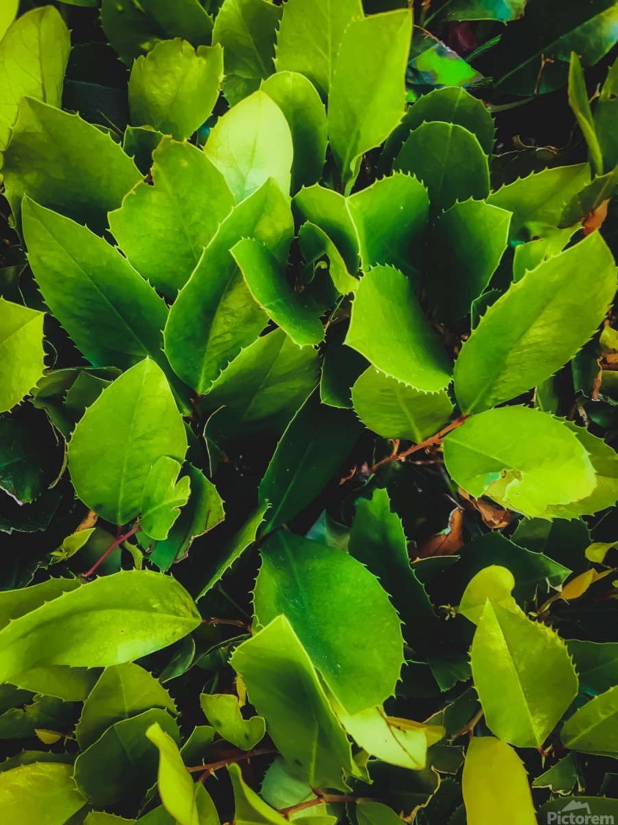 closeup green leaves texture background by TimmyLA Wall Art