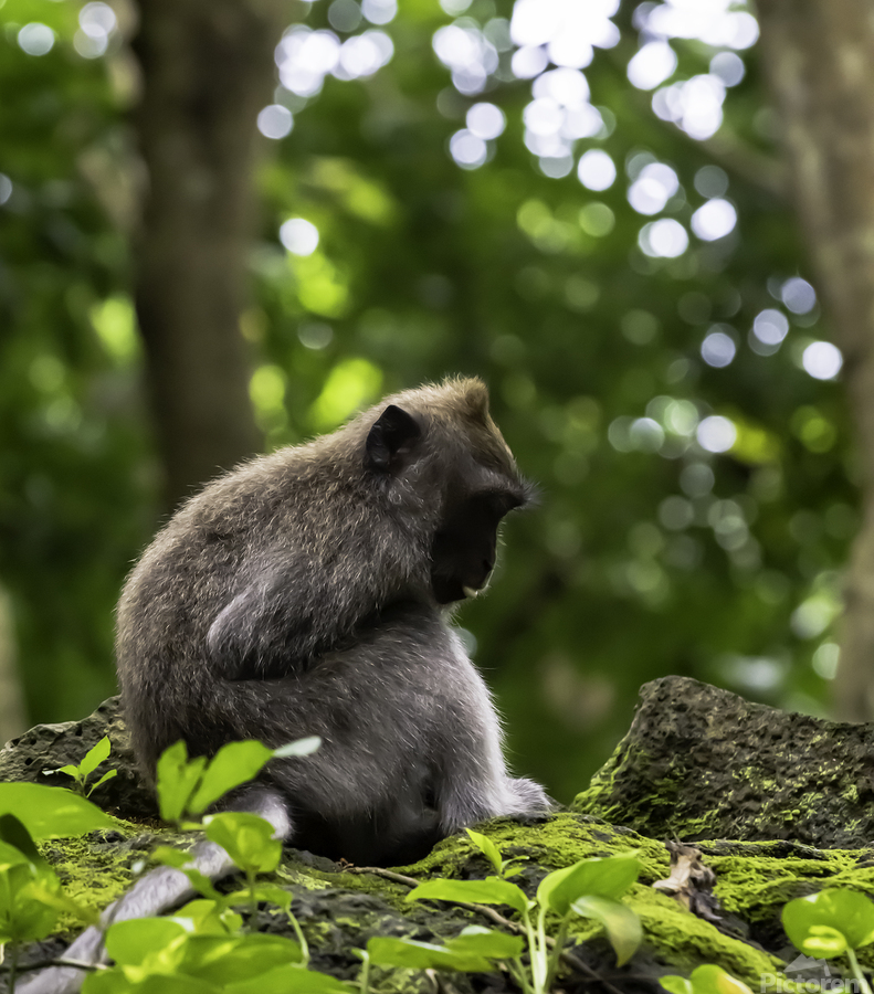 Monkey Forest Bali by Randy Roy Photography Wall Art