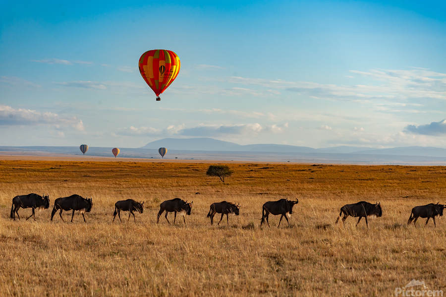 Masai Mara by Randy Roy Photography Wall Art