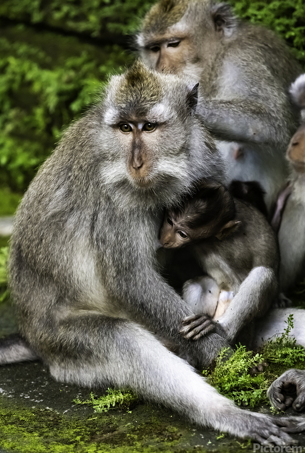 Monkey Forest Bali by Randy Roy Photography Wall Art